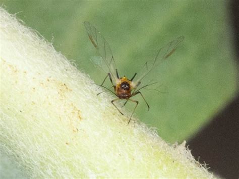 Id Help Please Bugguide Net