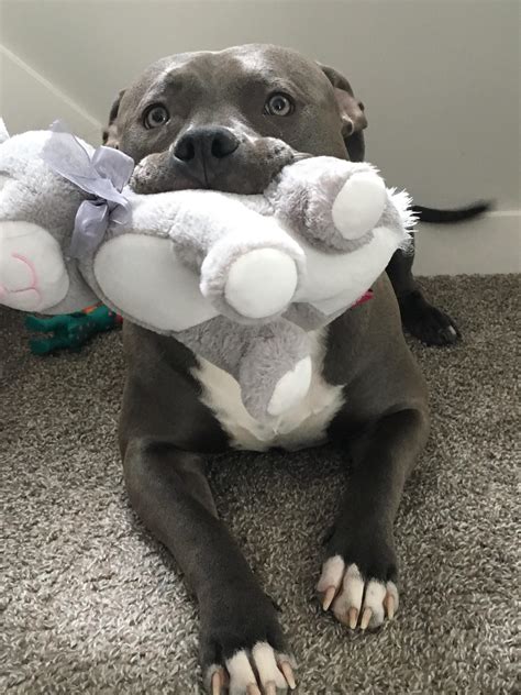Chloe Posing With Her Easter Bunny Like A Good Girl 🐶 R Aww