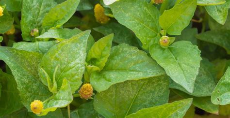 Toothache Plants How To Plant Grow And Harvest Buzz Button Flower