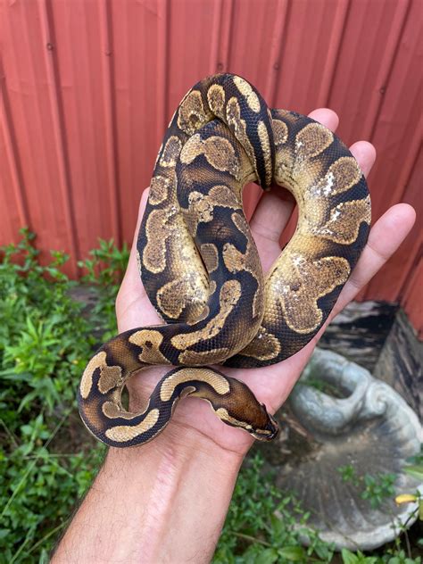 Calico Yellow Belly Ball Python By Paul S Cool Scales Morphmarket