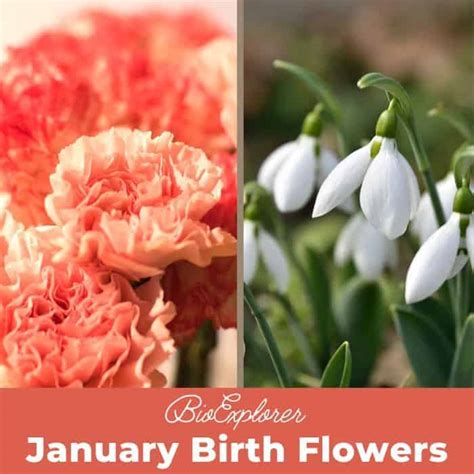 January Zodiac Flower 60 Photos