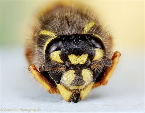 Queen Wasp Hibernating Photo Wp41330