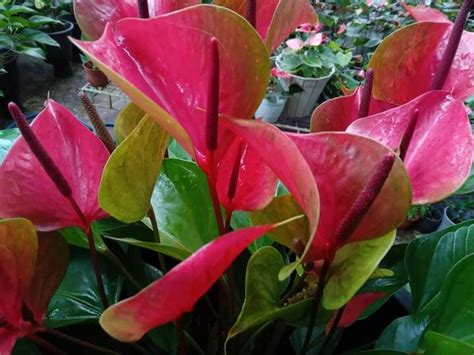 වටිනා U S බ්‍රිලියන්ට් 😍 මල් එක්ක Krishantha Fernando