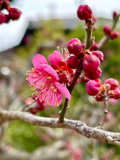 🎏🌸🌸ดอกไม้ในญี่ปุ่นวันนี้ครับ🌸🌸🎏🇯 セイand ดอกไม้กับชนบทญี่ปุ่น