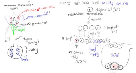 Biology Eleven Angiospermae Reproduction