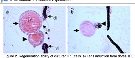 Figure 2 From A System For Culturing Iris Pigment Epithelial Cells To