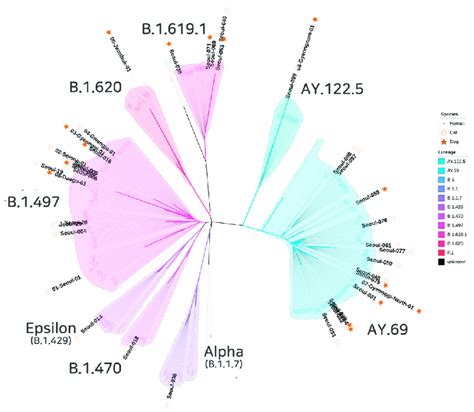 Phylogenetic Tree Analysis Of Sars Cov 2 Whole Genome Sequences This