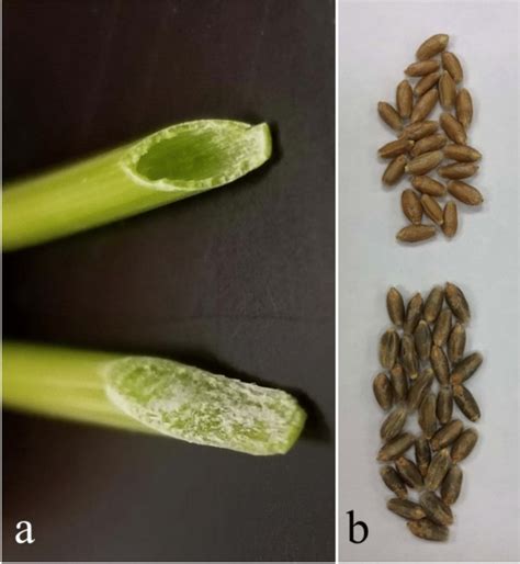 Genomics Enabled Dissection Of Sea Wheatgrass Genome For Advancing