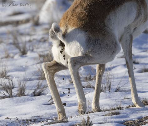 Why And How Do Some Animals Poop Pellets Feathered Photography