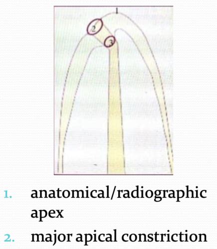 Electronic Apex Locators Flashcards Quizlet