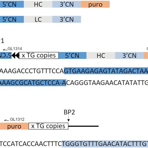 Transgene Insertion Sites A Schematic Representation Of The