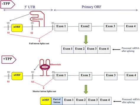 Generalized Model Of Tpp Riboswitch Based Splicing Type 1 Observed