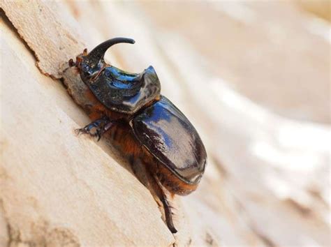 Top 30 Strongest Insects In The World Most Powerful Insects 2023