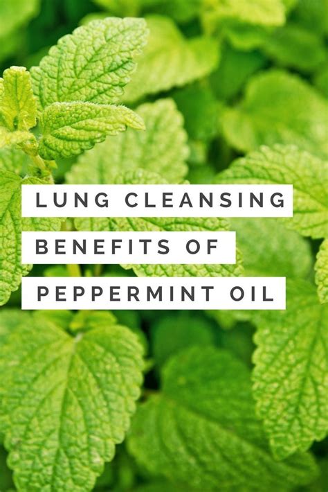 How To Use Peppermint Oil For Lungs At Clara Moran Blog