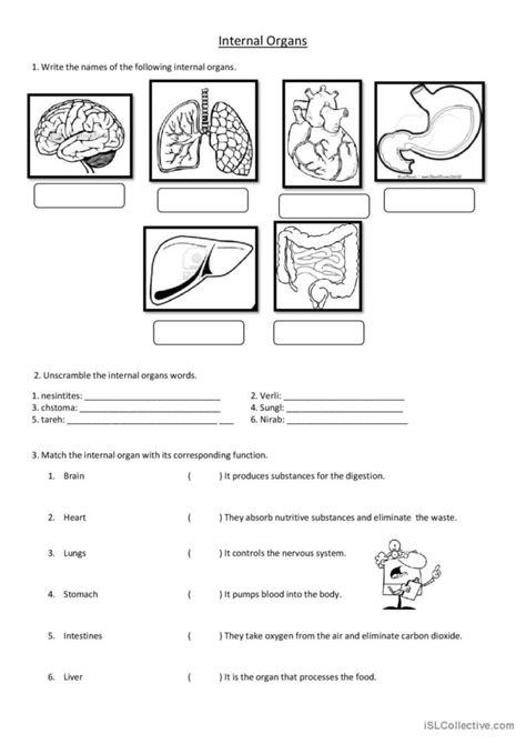 Internal Organs English Esl Worksheets Pdf And Doc