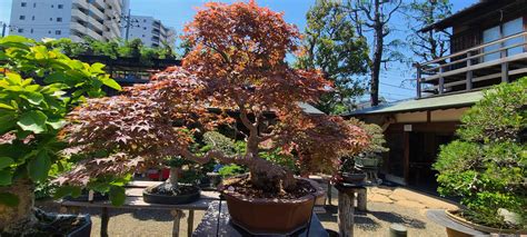 Photo Dump From Shunkaen Bonsai Museum In Tokyo Part 1 R Bonsai