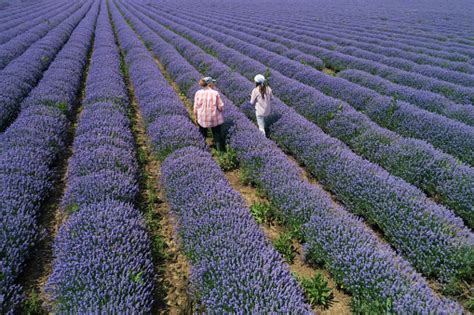 꽃이 피는 라벤더 농장의 새로운 수확을 조사하는 농부 가족의 공중 보기 농업 직업 불가리아 라벤더 필드 2명에 대한 스톡 사진 및 기타 이미지 Istock