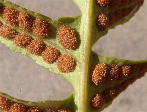 Intermediate Polypody Naturespot