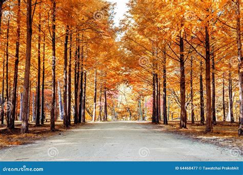 Autumn Trees In Nami Island Stock Image Image Of Island Maple 64468477