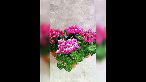 Цикламен микс, цена 135 гривен! Бронь в вайбер 0996782355 #цикламены # ...