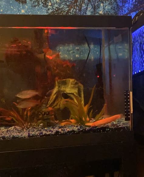 i gave cucumber to my golden dojo loaches master shifu and master