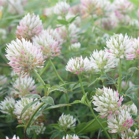 Arrowleaf Clover Seed Nixa Seed