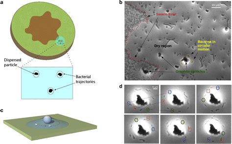 Orbiting Of Flagellated Bacteria Within A Thin Fluid Film Around Micrometer Sized Particles