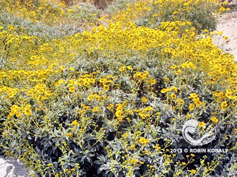Brittle Bush