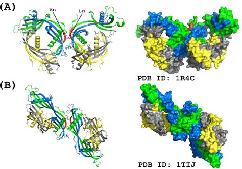 Figure S5 Tetramer Tetramer Interactions Via Cysc1 Adjacent Tetramers Download Scientific