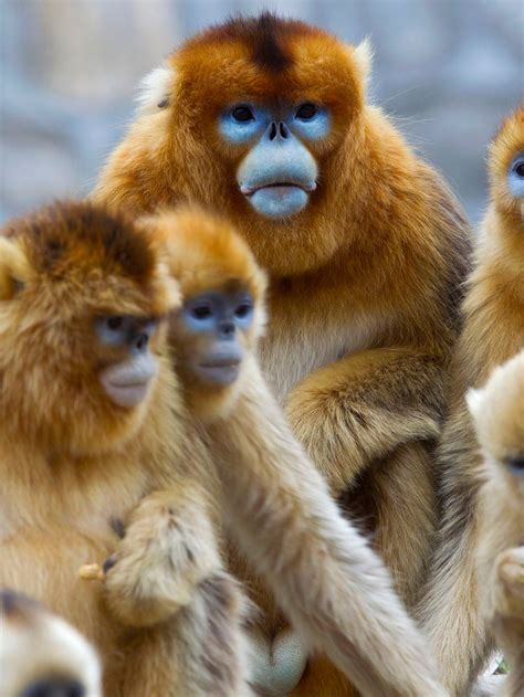 Red And Blue Faced Monkey