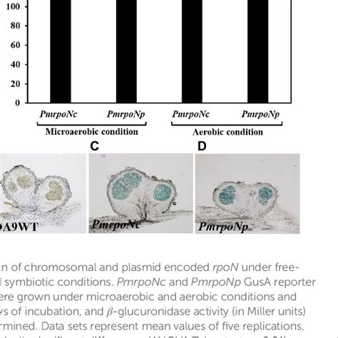 Diagram Of The Chromosomal And Plasmid Region Containing Rpon In Download Scientific Diagram