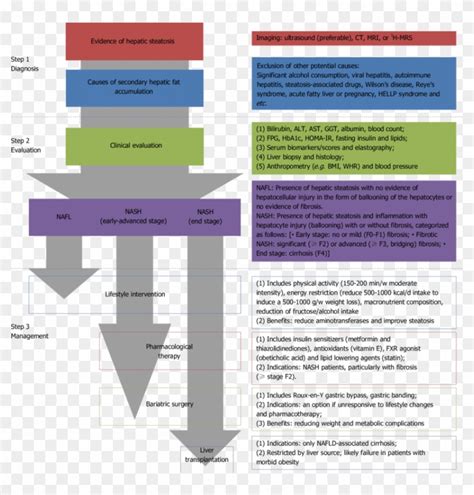 Clinical Algorithm For The Diagnosis And Management Diagnosis And Management Of Nonalcoholic