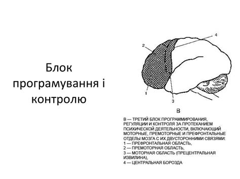 Функціональні блоки мозку презентация онлайн