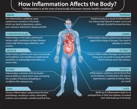 Top 12 Inflammatory Lab Markers And Optimal Ranges