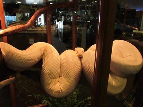 Albino Olive Pythons For Sale Pets Breeder
