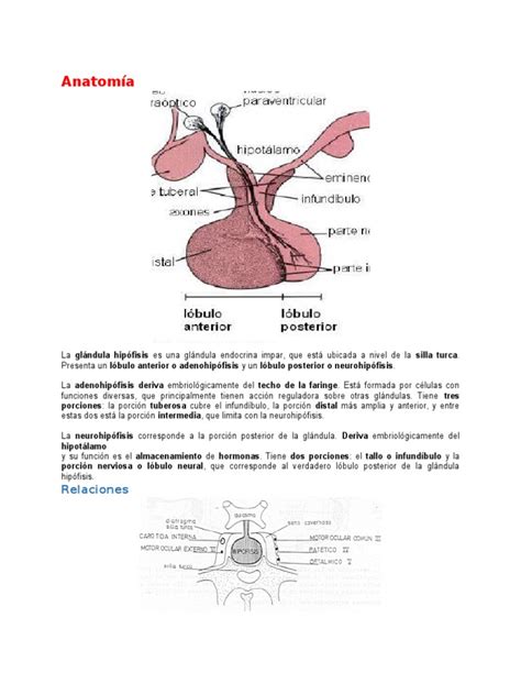 Anatomía Hipofisis Glándula Pituitaria Anatomía Humana Prueba