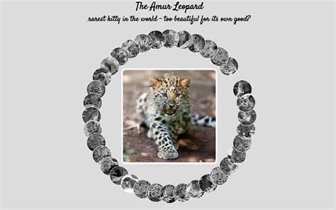 25 best free css galleries in 2025
