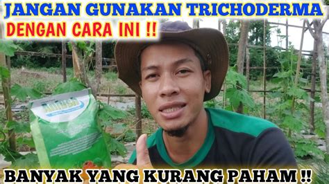 Penting ‼️ Cara Penggunaan Trichoderma Yang Tepat Manfaat Trichoderma