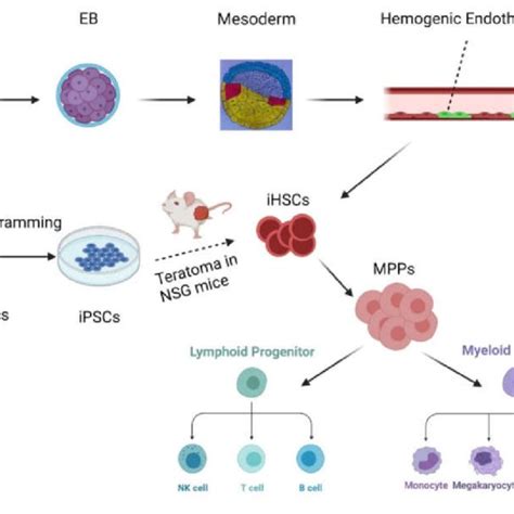 Hscs Emerge Either Via Embryo Derived He Or Via Ipscs Induced Hscs Can