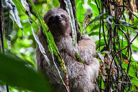 Guanacaste Rainforest Safari With Meal 2024 Playa Hermosa