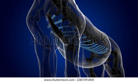 168 рез по запросу Scapular Cartilage — изображения стоковые
