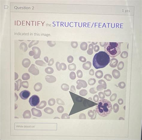 solved identify the fiber identify the structure feature