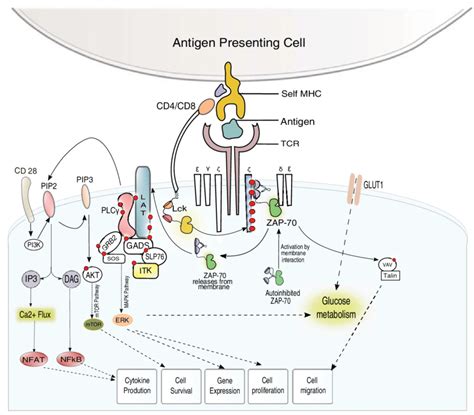 Overview Of Tcr Signaling The Key Proteins Known To Regulate Kinetic Download Scientific