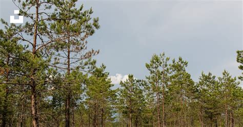 낮에는 흰 구름과 푸른 하늘 아래 푸른 잔디와 나무 사이의 회색 나무 길 사진 Unsplash의 무료 라트비아 이미지