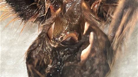 How To Sex Your Tarantula Youtube