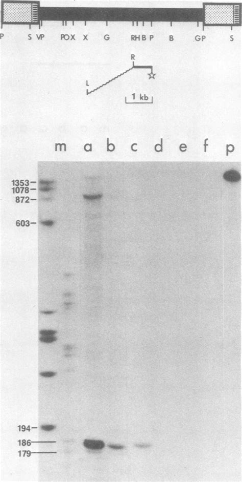Nuclease Protection Mapping Of Presumptive Splice Acceptor Site The