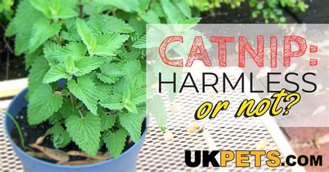 What Makes Catnip Special To Your Kitties UK Pets