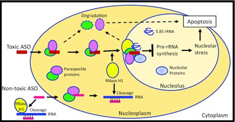 Phosphorothioate Modified Oligonucleotide Protein Interactions Pmc