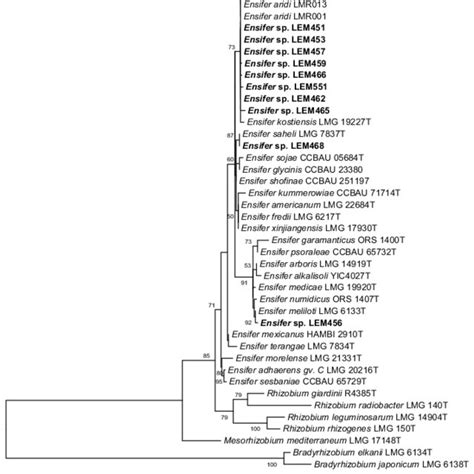 maximum likelihood tree based on partial 16s rdna gene sequences