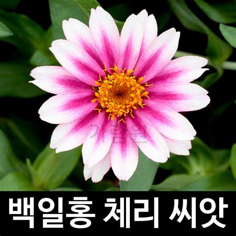 체리 백일홍 씨앗 백일홍씨앗 Cherry Zinnia Seeds 10알 도매 가람원